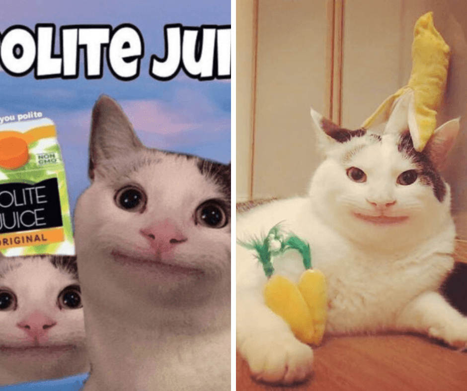 Meet Ollie, The Polite Cat With The Amazing Expression – KingdomOfCats