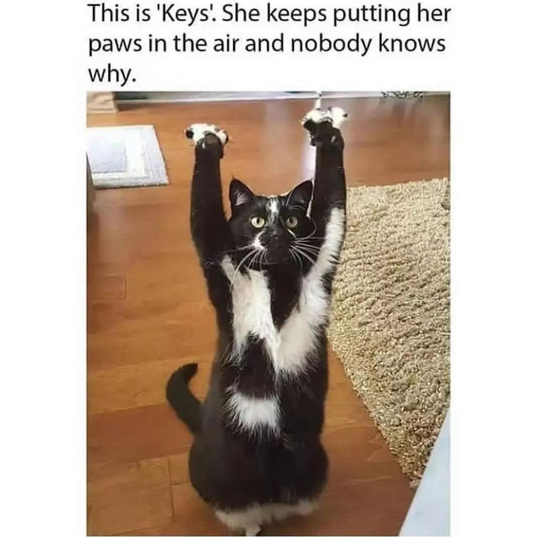 Funny Catto Videos – KingdomOfCats