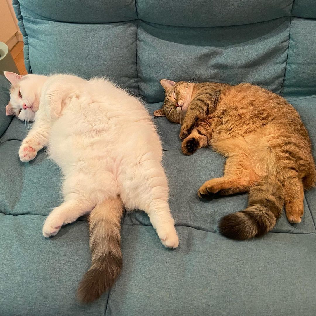 Fun and Cute Catto Videos vs Images Will Cheer You Up #167 – KingdomOfCats