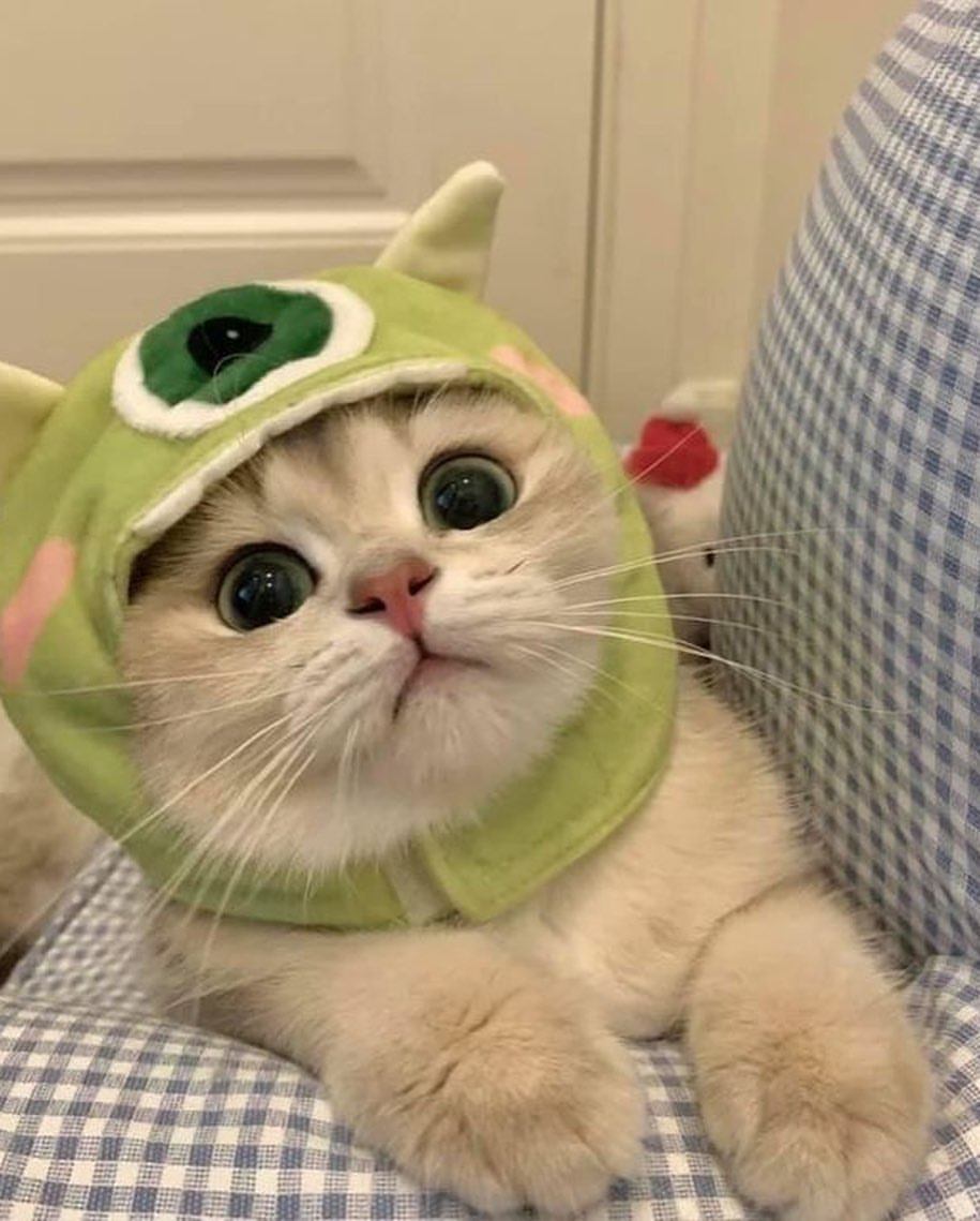 Funny And Adorable Catto Videos & Images – KingdomOfCats